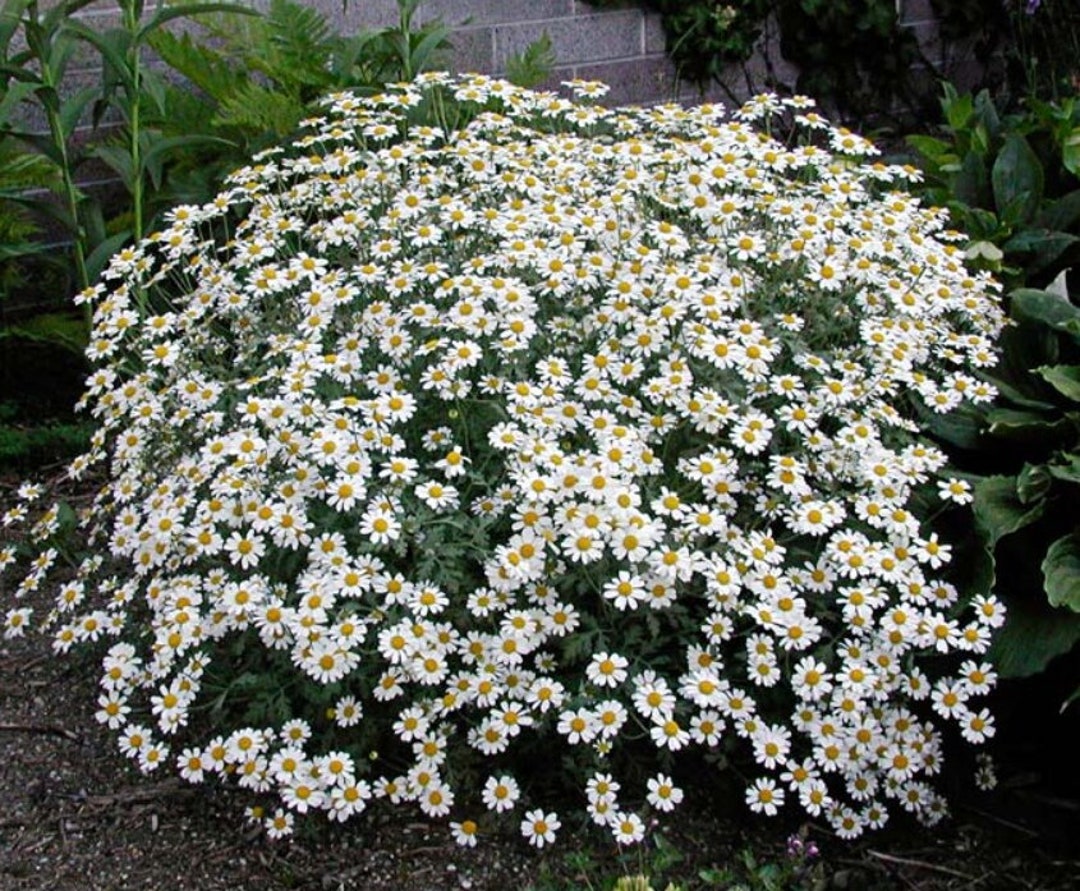 168/500 Jackpot Snow Daisy Tansy Seeds*million Blooms Perennial Plant ...
