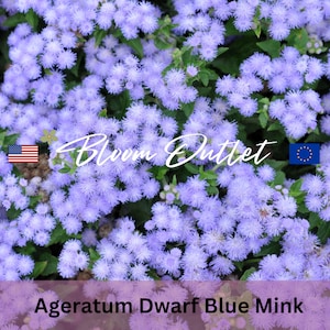 500 Ageratum Dwarf Blue Mink Floss Flower Garden Seeds*flossflower ...