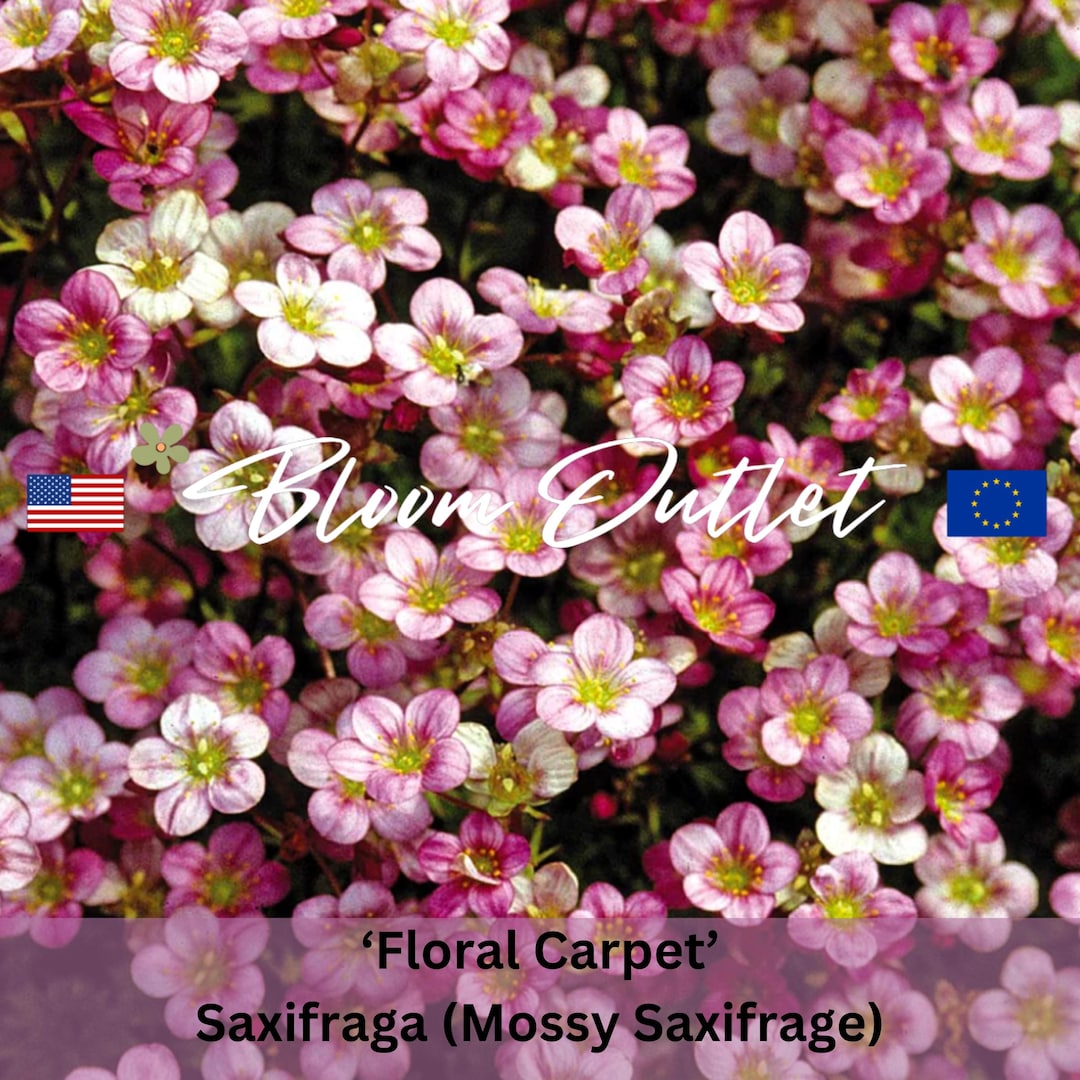 200/1000 Mossy Saxifrage Flower/floral Carpet Rockfoil Seeds*saxifraga ...