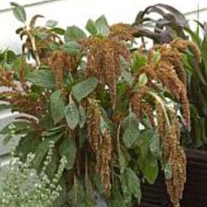 200/500 Hot Biscuits*copper/bronze Amaranth Planting Seeds*amaranthus Cruentus*2 Ft Flower ...