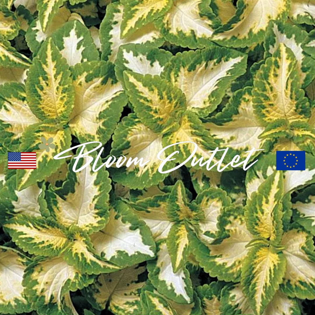 50 Coleus Wizard Jade Garden Seeds*houseplants*indoor/outdoor Flowers ...