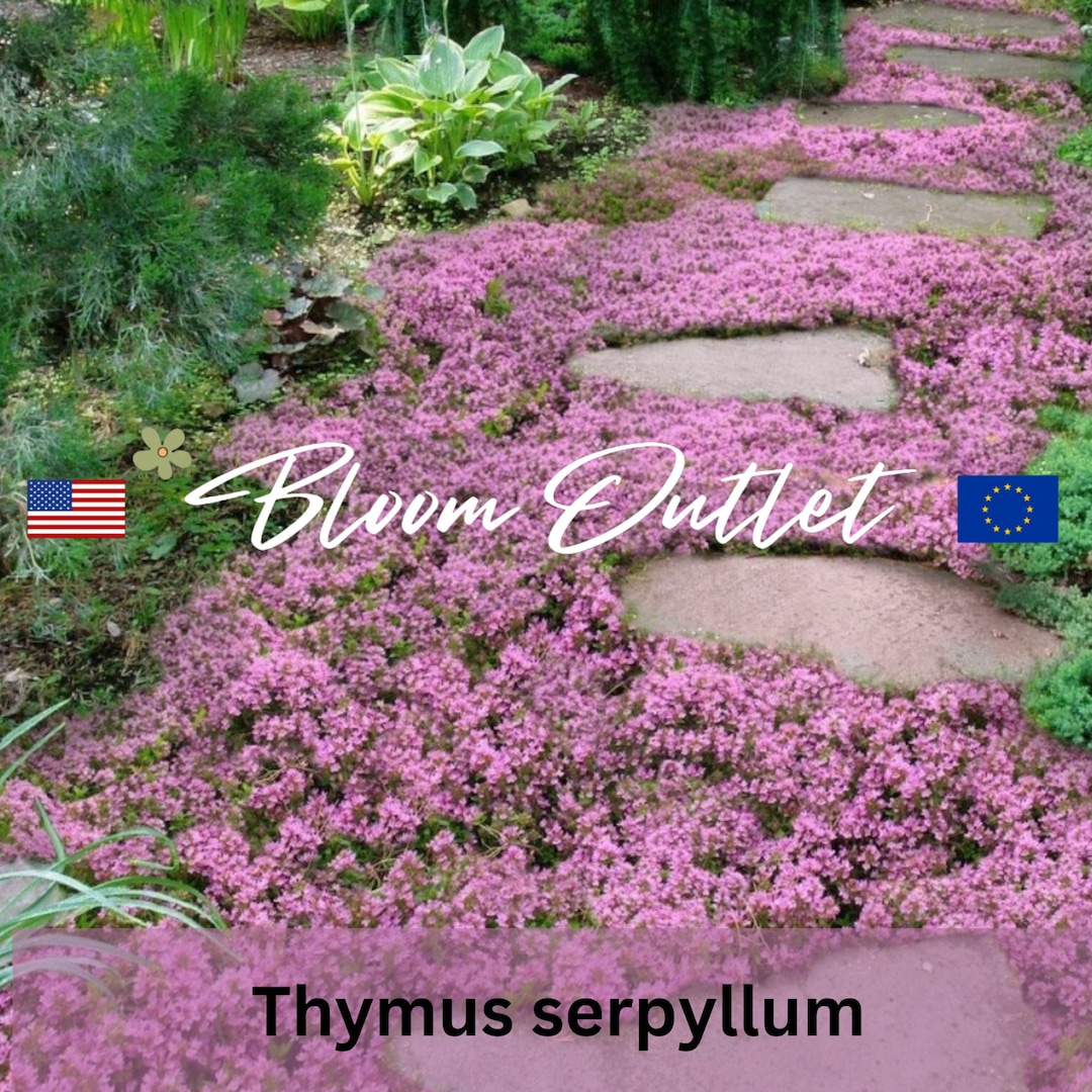 1000+ Creeping Thyme Ground Cover Seeds*thymus Serpyllum*breckland ...