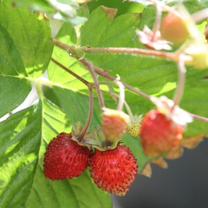 25/100 Alpine Strawberry Improved Rügen Fruit Seeds*container ...