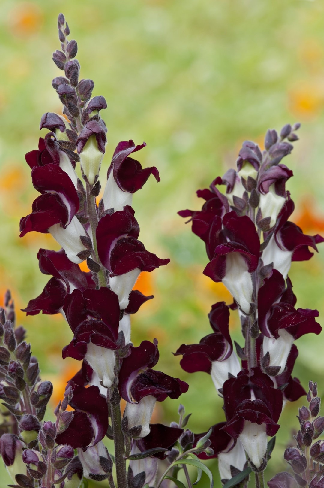 200/1000 Night and Day Garden Snapdragon Planting Seeds*velvety Crimson ...