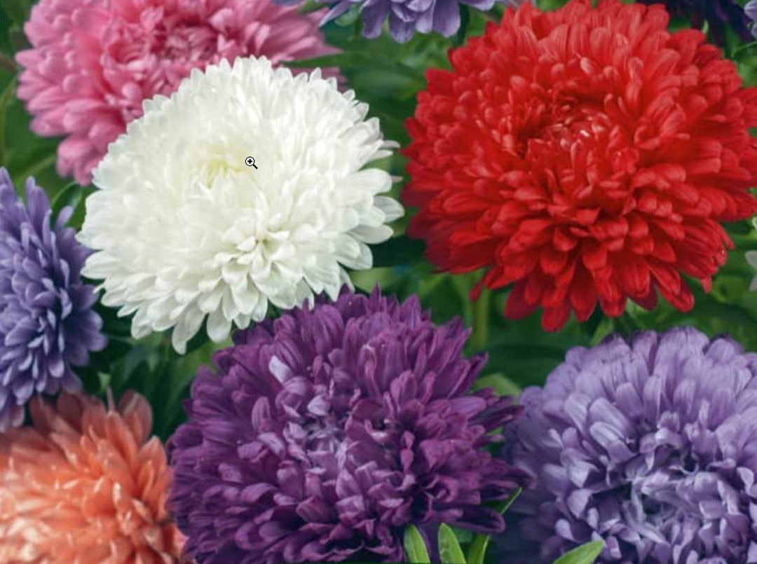 Peony Aster Seeds - AMERICAN BUSH MIX - Blue, Red, White, Pink Double ...