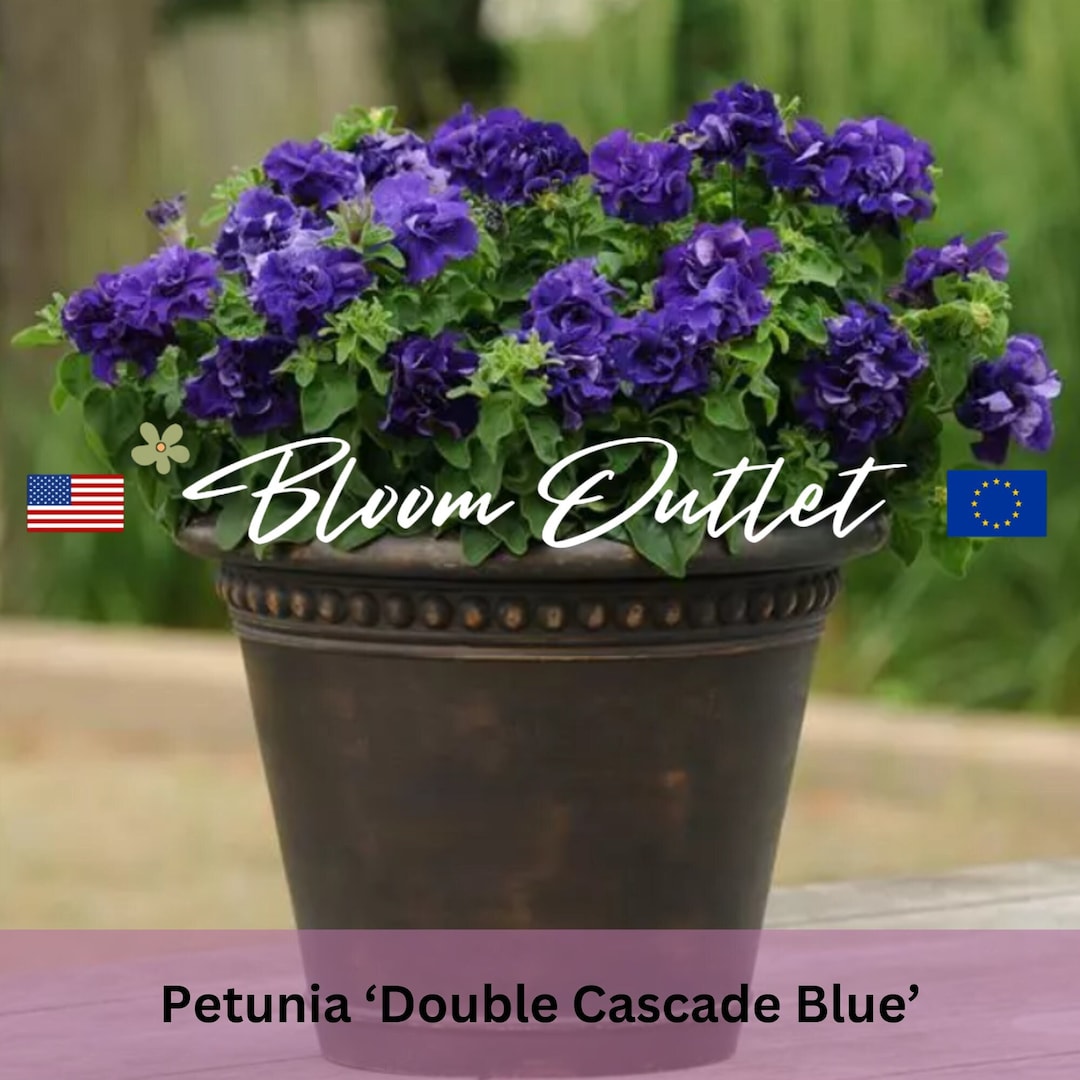 25 Petunia Double Cascade Blue Garden Seeds*3-3.5 in (8-9cm) Large ...