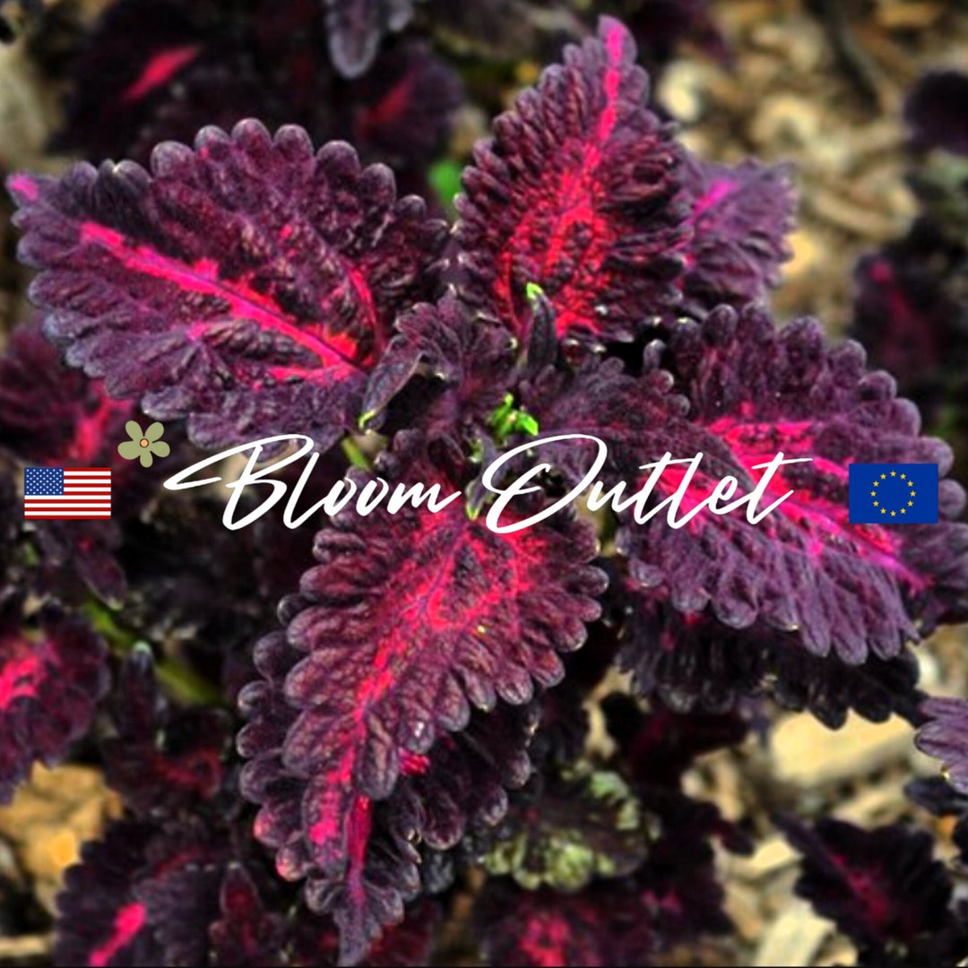 50/100 Coleus Black Dragon Flower Seeds*exotic Serrated Leaves*red ...
