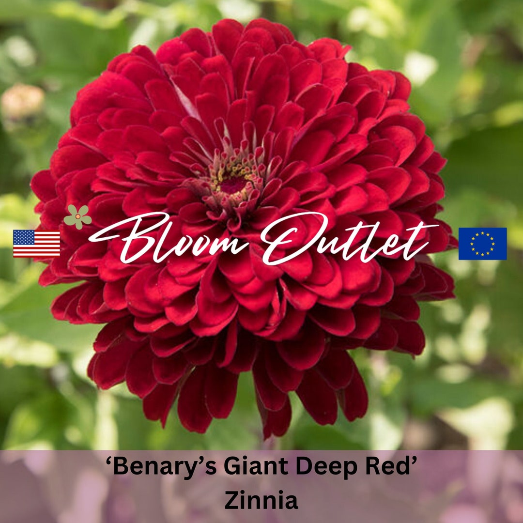 25 Zinnia Seeds BENARYS GIANT Deep RED Flower Plant Seeds Fully Double ...