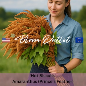 200/500 Hot Biscuits*copper/bronze Amaranth Planting Seeds*amaranthus Cruentus*2 Ft Flower ...
