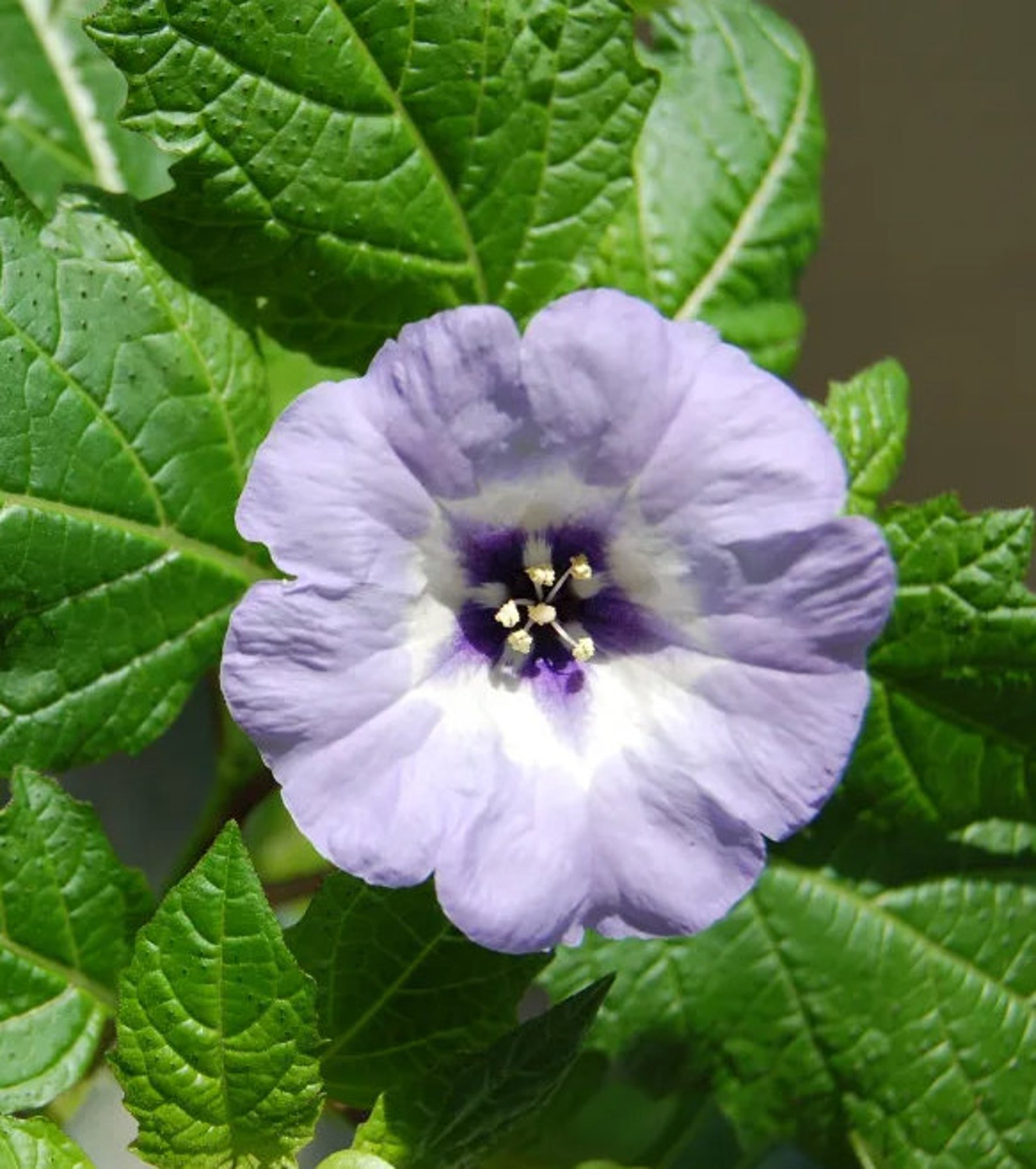 50/200 Apple of Peru Seeds*shoo Fly Plant *shoofly*nicandra*natural Fly ...