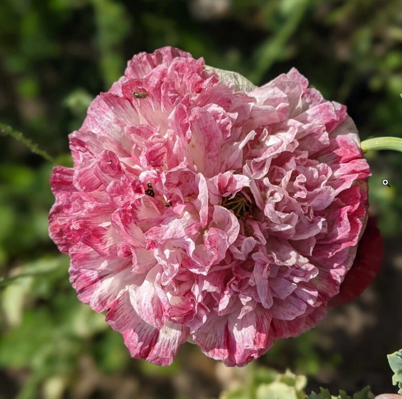 Flemish Antique Peony Poppy Plant Seeds*huge 5in Fully Double Flowers ...