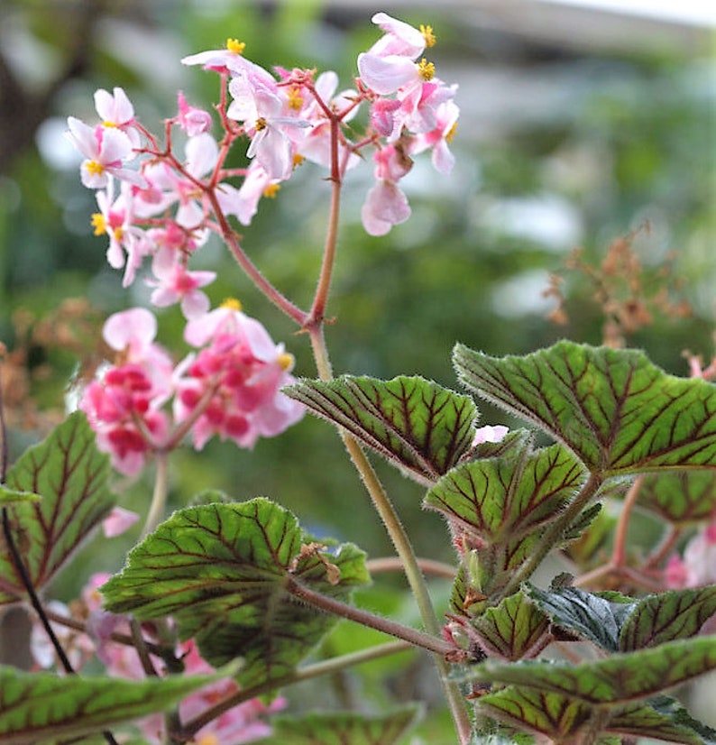 100 Metallic Leaf Begonia Garden Seeds*begonia Incarnata/metallica ...