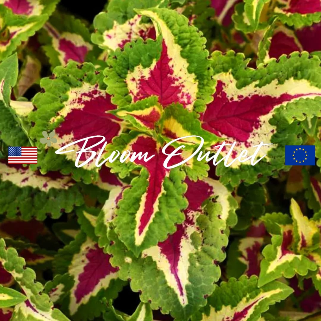 50 Coleus Wizard Rose Garden Seeds*houseplants*indoor/outdoor Flowers ...