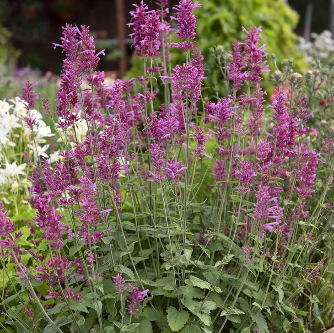 25 Heather Queen Anise Hyssop Garden Seedslilac Hummingbird - Etsy