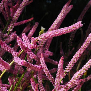 100/500 Russian Statice Pink Pokers*limonium Suworowii*salmon Pink ...