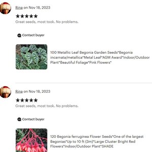100 Metallic Leaf Begonia Garden Seeds*begonia Incarnata/metallica ...