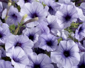 Mimulus X Hybrida Magic Blotch Flower Seed Mix 200 Seeds - Etsy