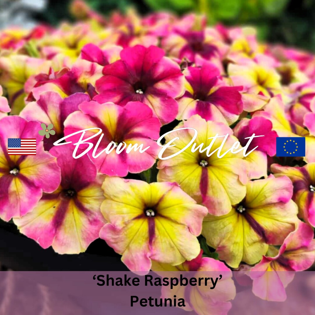 Petunia Seeds – SHAKE RASPBERRY, 2025 AAS Winner, Unique Flower Color ...