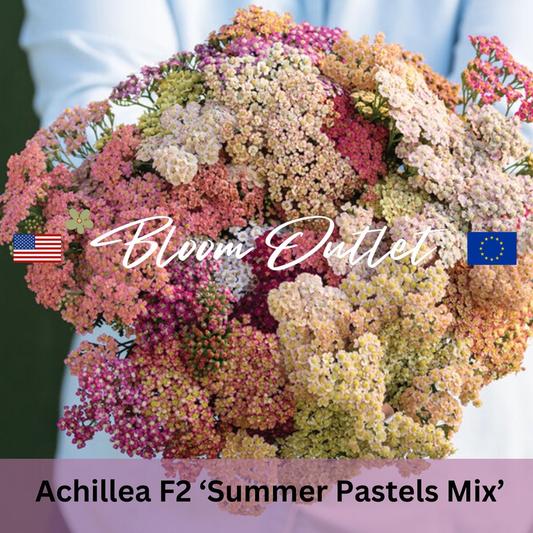 100/500 Yarrow F2 Summer Pastels Mix Garden Seeds*achillea Millefolium ...