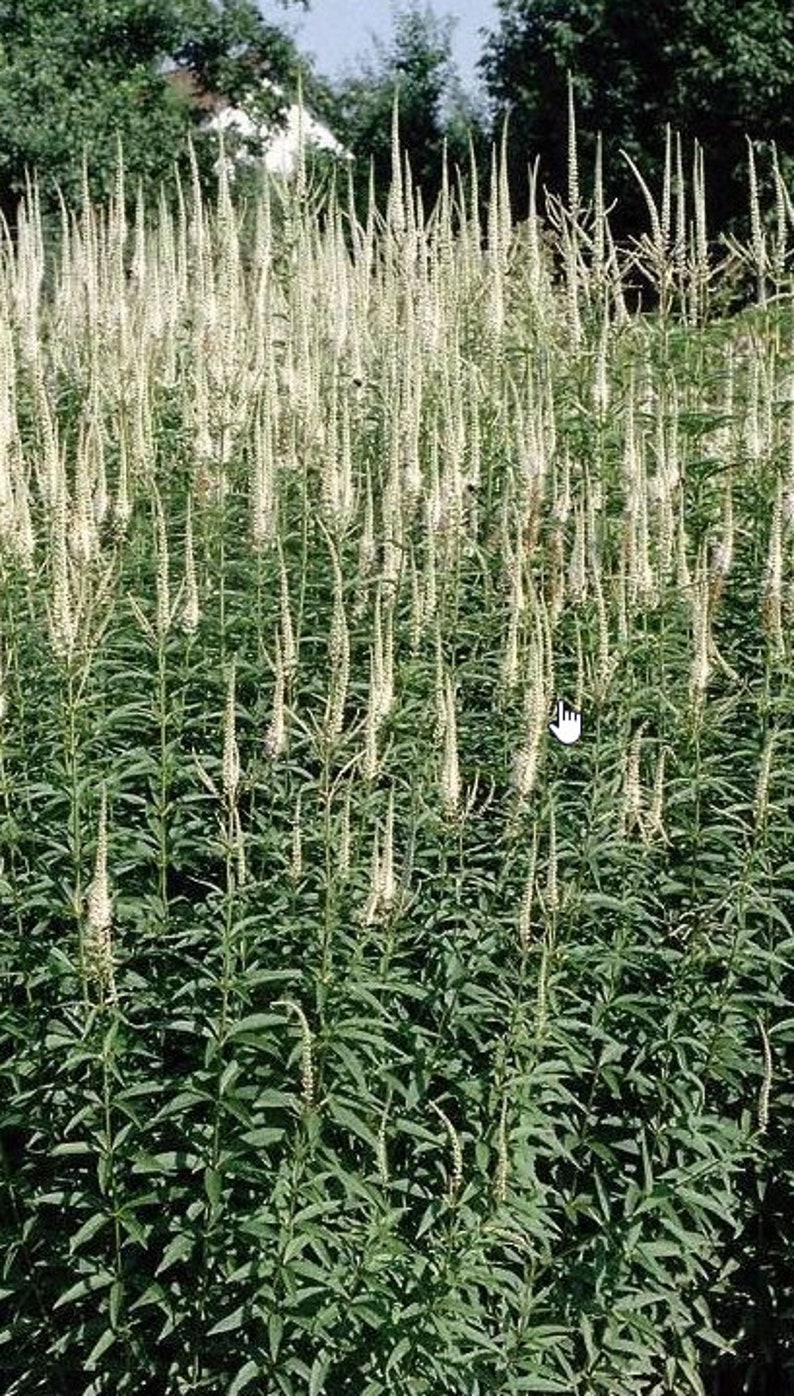 164/656 Culver's Root Garden Seeds*psychic Root Seeds*veronicastrum ...