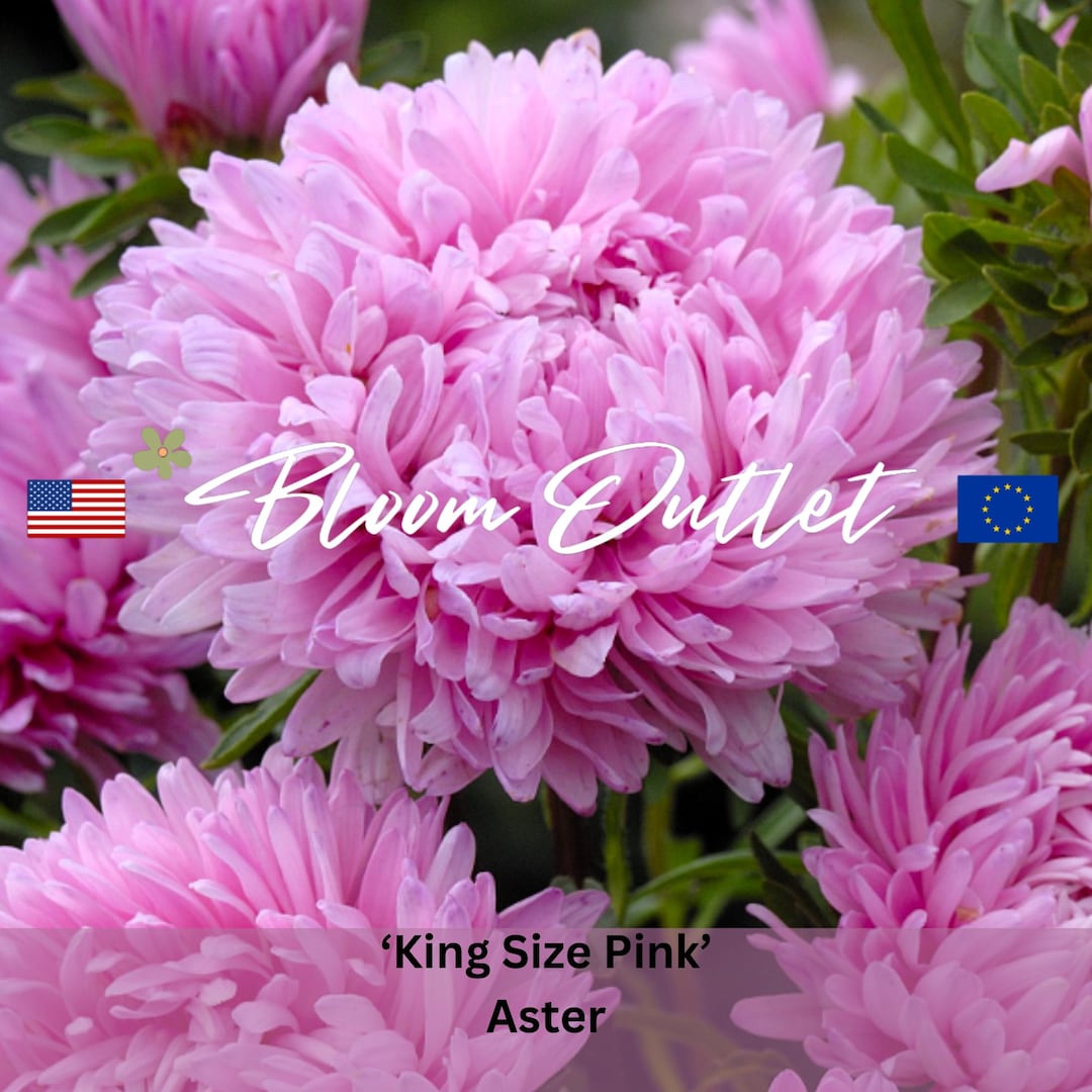Peony Aster Seeds KING SIZE PINK, Large Pink Flowers, Easy to Grow, Summer Plants, Ideal for ...