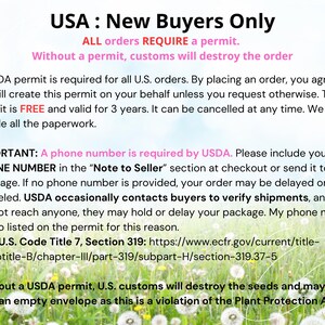 50 Coleus Wizard Rose Garden Seeds*houseplants*indoor/outdoor Flowers ...