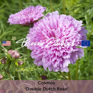 50 Cosmos Double Dutch Rose Garden Seeds*semi Double/double/seashell ...
