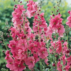 200/1000 Verbascum Purple Mullein Rosetta Seeds*antique Rose*1st Yr ...