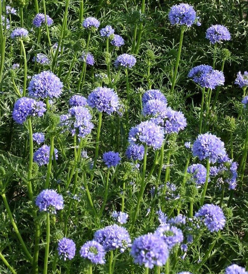 100/500 Blue Globe Gilia Planting Seeds*nectar Source*blooms Are Larger ...
