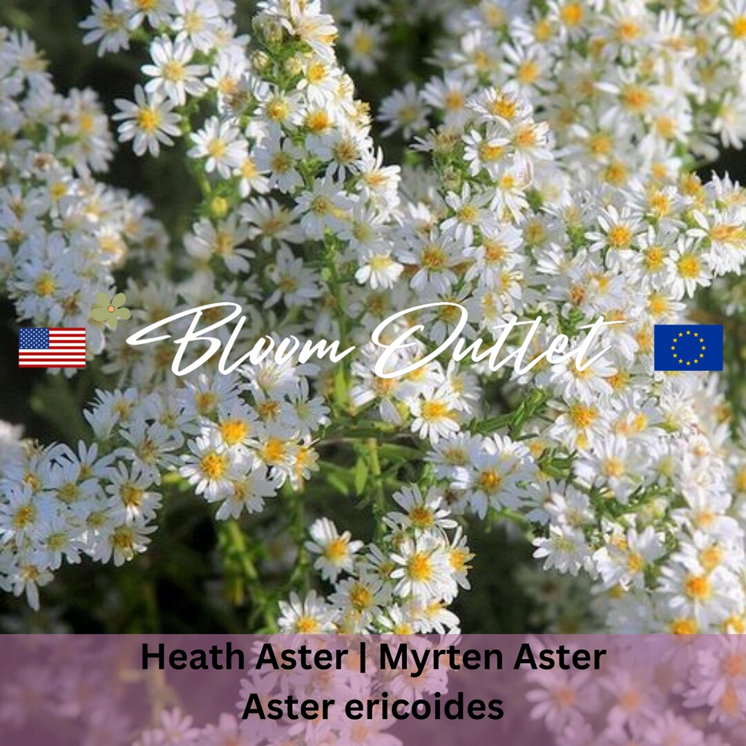 50 Aster Ericoides Garden Seeds*heath Aster*myrten Aster*frost Aster ...