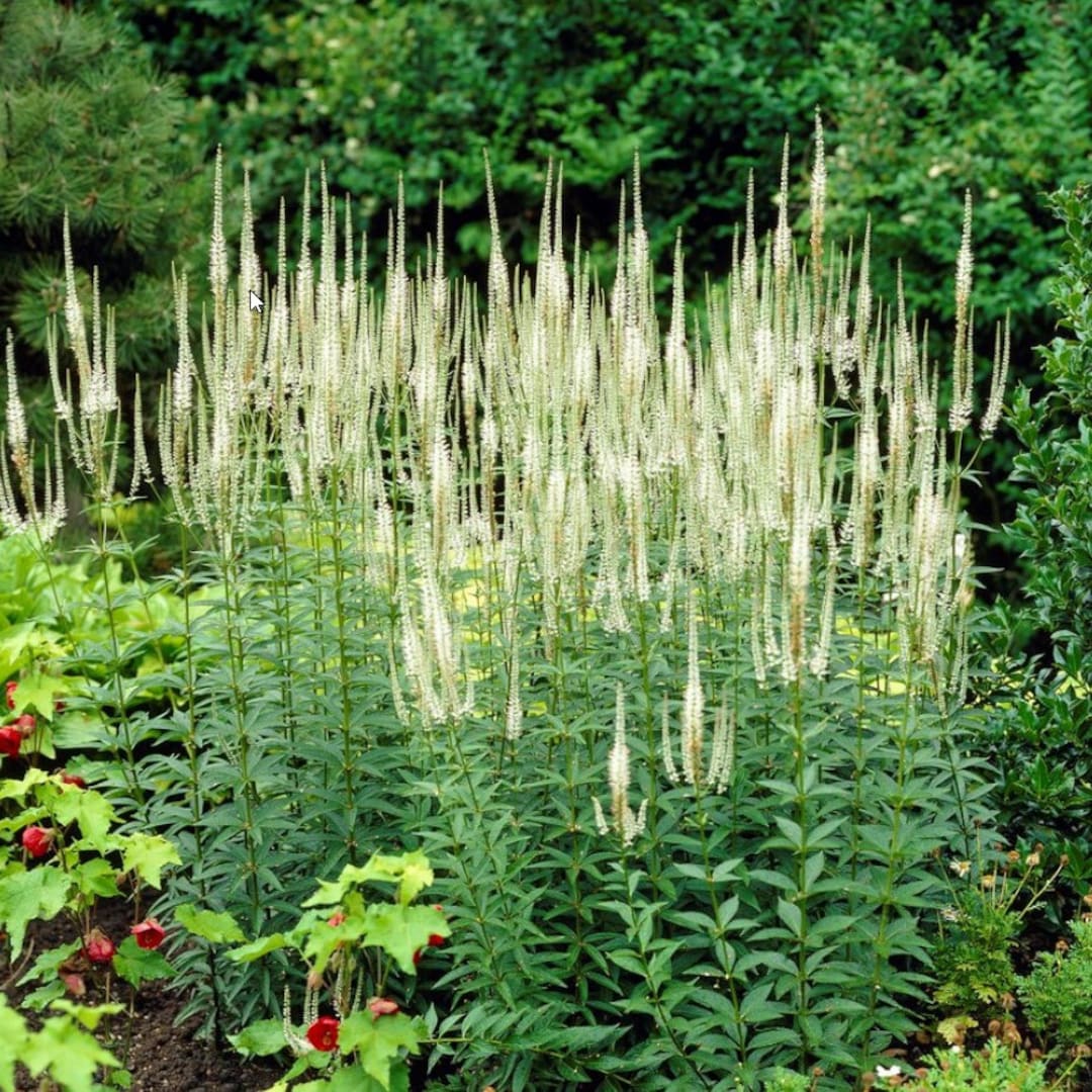 164/656 Culver's Root Garden Seeds*psychic Root Seeds*veronicastrum ...