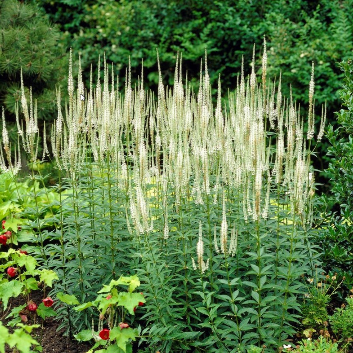 164/656 Culver's Root Garden Seeds*psychic Root Seeds*veronicastrum ...