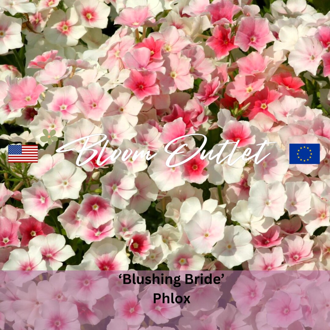 Phlox Seeds - BLUSHING BRIDE, Antique Blush Flowers, Fragrant & Easy to ...