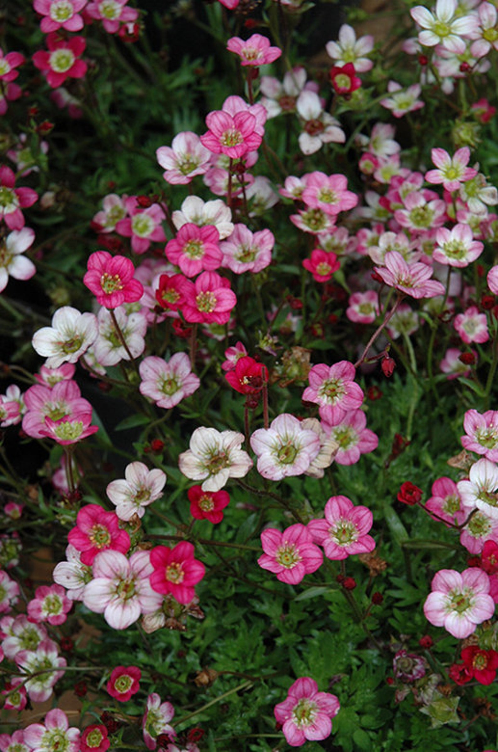 200/1000 Mossy Saxifrage Flower/floral Carpet Rockfoil Seeds*saxifraga ...