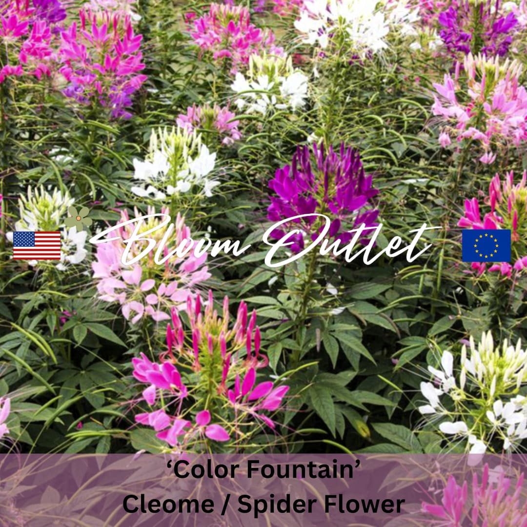 Cleome Spider Flower Plant Seeds - Color Fountain - Cut Flowers ...