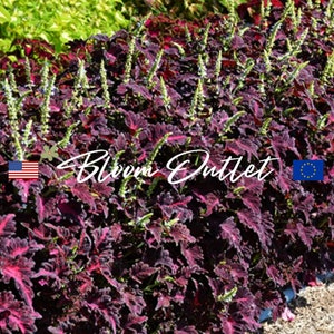 50/100 Coleus Black Dragon Flower Seeds*exotic Serrated Leaves*red ...