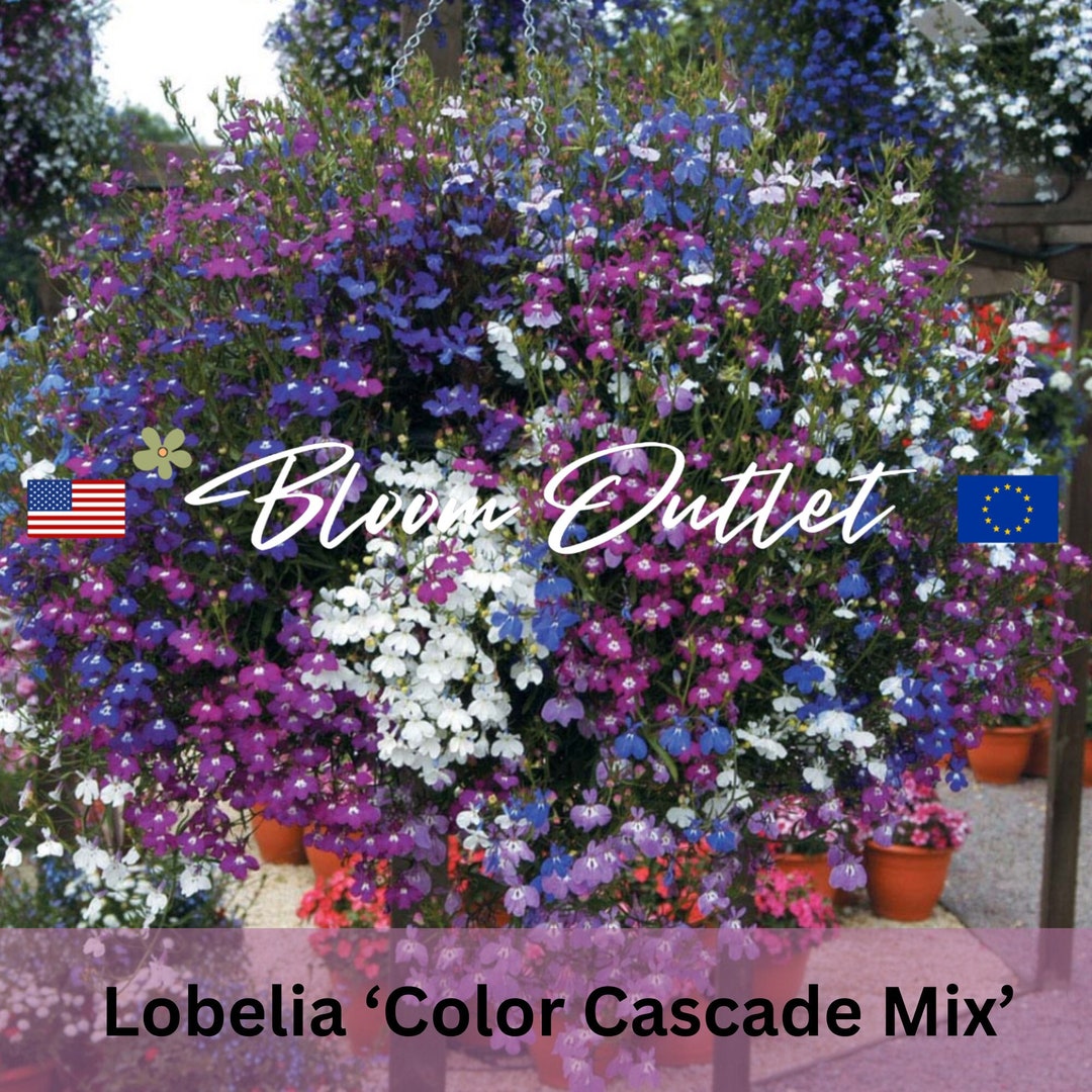 2000 Lobelia Color Cascade Mix Garden Seeds*trailing Cascading*blue ...