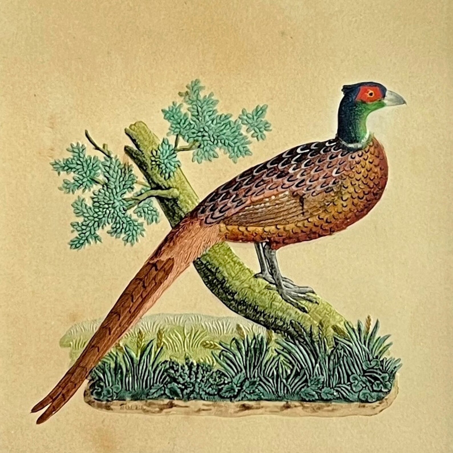 Miniature Georgian Embossed Paper Pheasant Bird by Dobbs of London ...