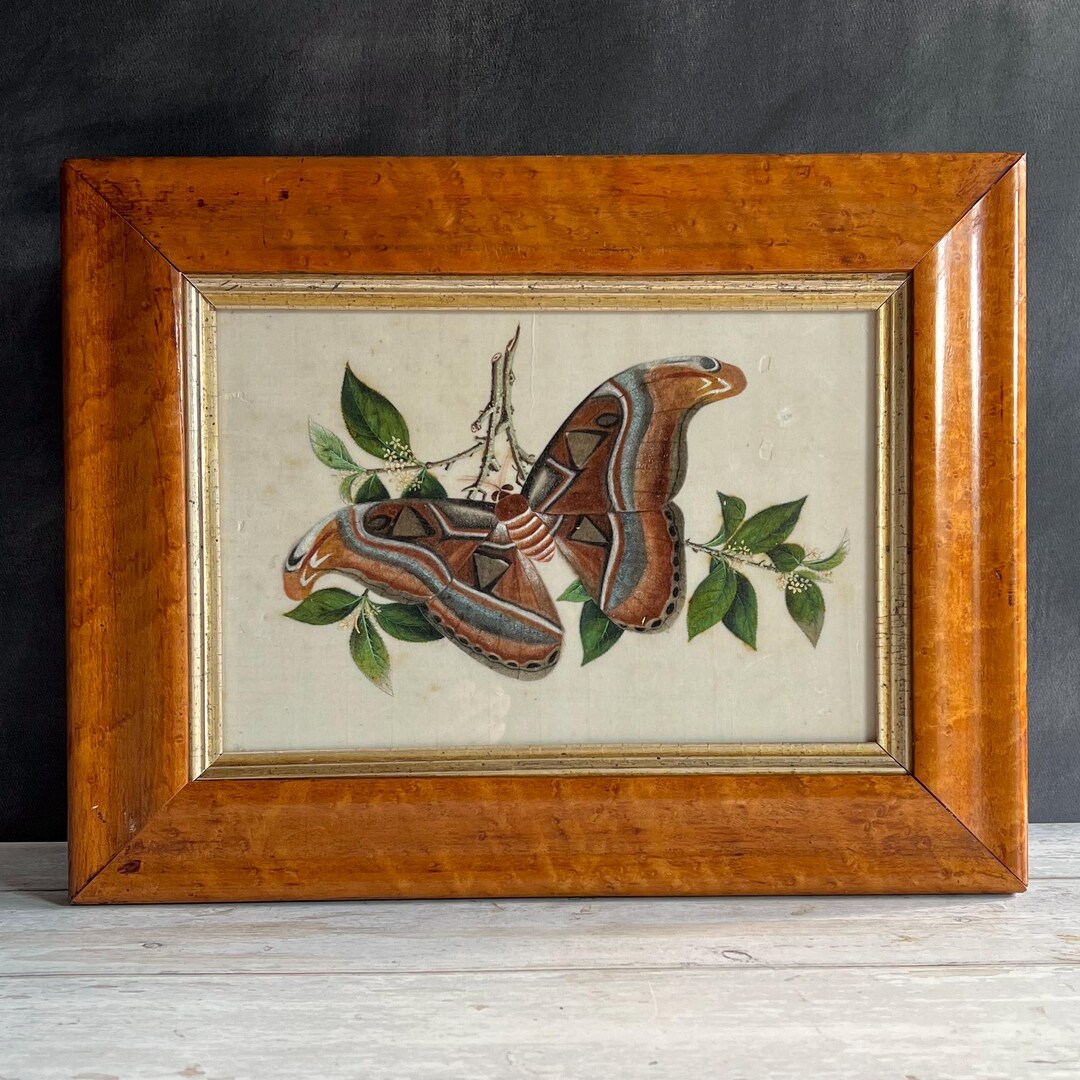19th Century Chinese Pith Painting Butterfly Moth Birds Eye Maple Frame ...
