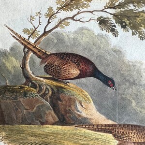 Antique English Painting Pheasant Birds Georgian Dated 1828 - Etsy
