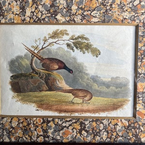 Antique English Painting Pheasant Birds Georgian Dated 1828 - Etsy