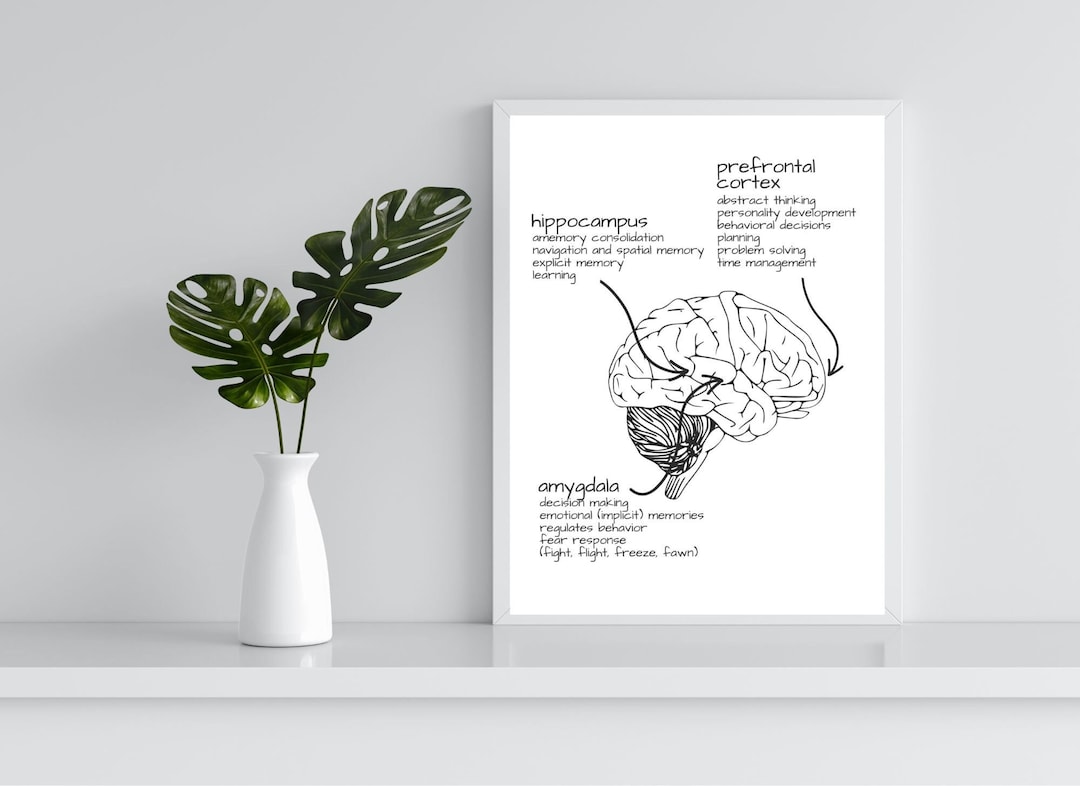 Brain Diagram for Therapy Office, Gift for Therapist, Office Decor ...