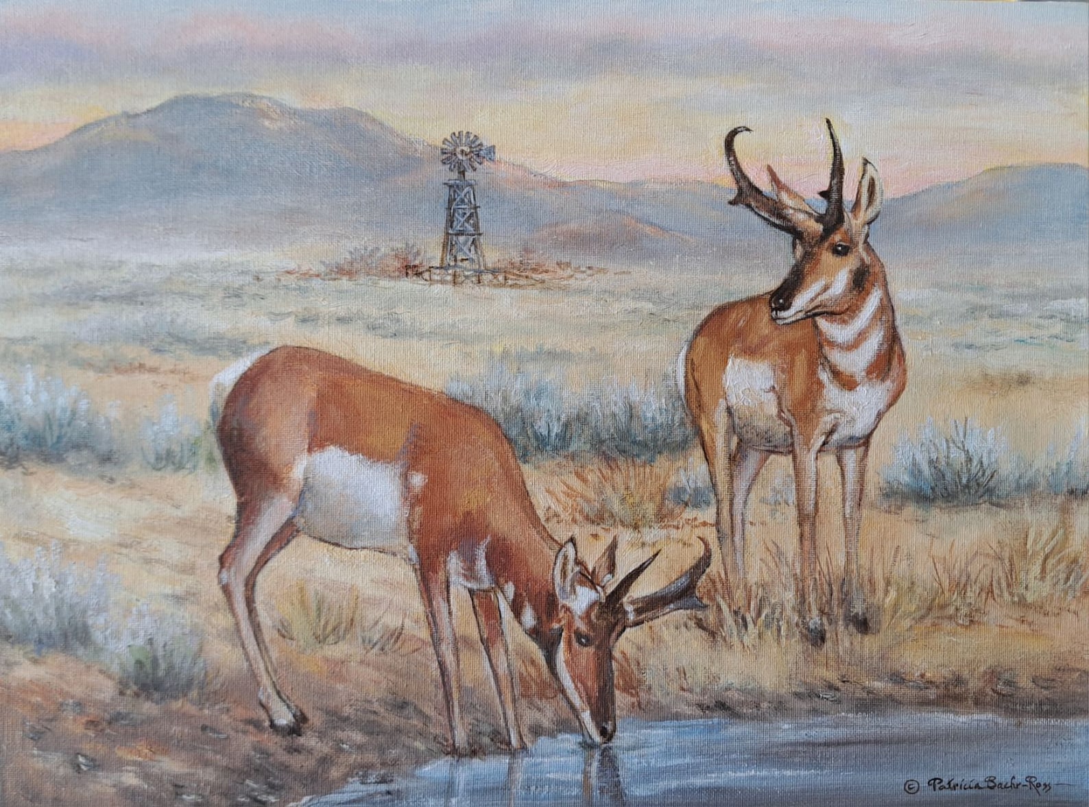Antelope Waterhole. Oil on Canvas Panel. 12"×16" - Etsy