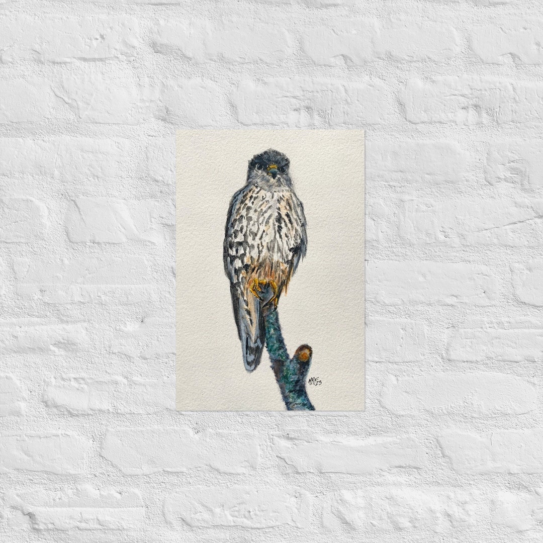 Merlin, Falcon, Raptor - Watercolor Art Print - Etsy