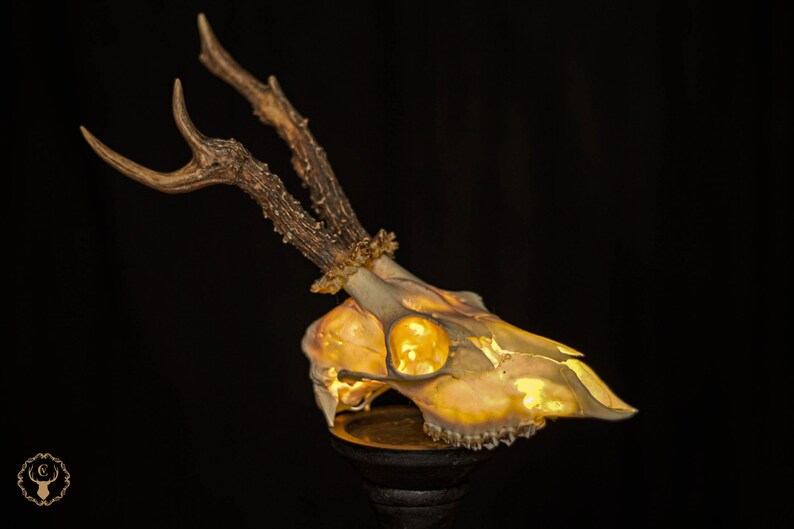Unique Skull Lamp From Real Roe Deer Skull for Gothic - Etsy