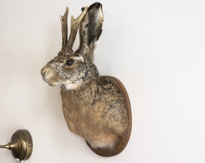 REAL Jackalope Taxidermy Mount: Rabbit Head With Horns for Alternative ...