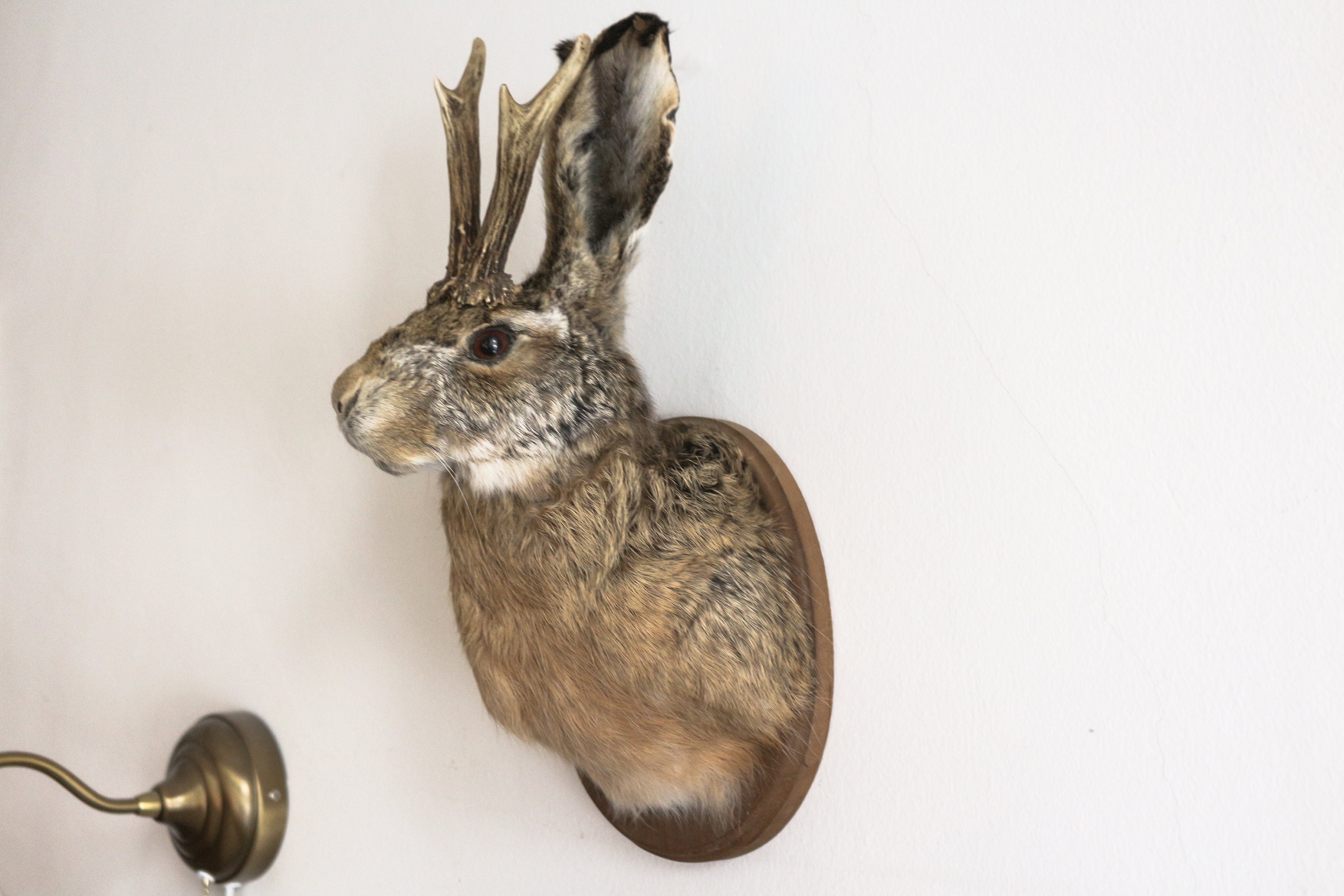 Jack Rabbits With Antlers