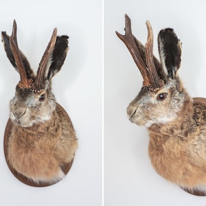 REAL Jackalope Taxidermy Mount: Rabbit Head With Horns for Alternative ...