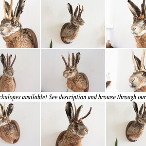 Decorated Jackalope Rabbit Taxidermy Mount: Rabbit Head With - Etsy