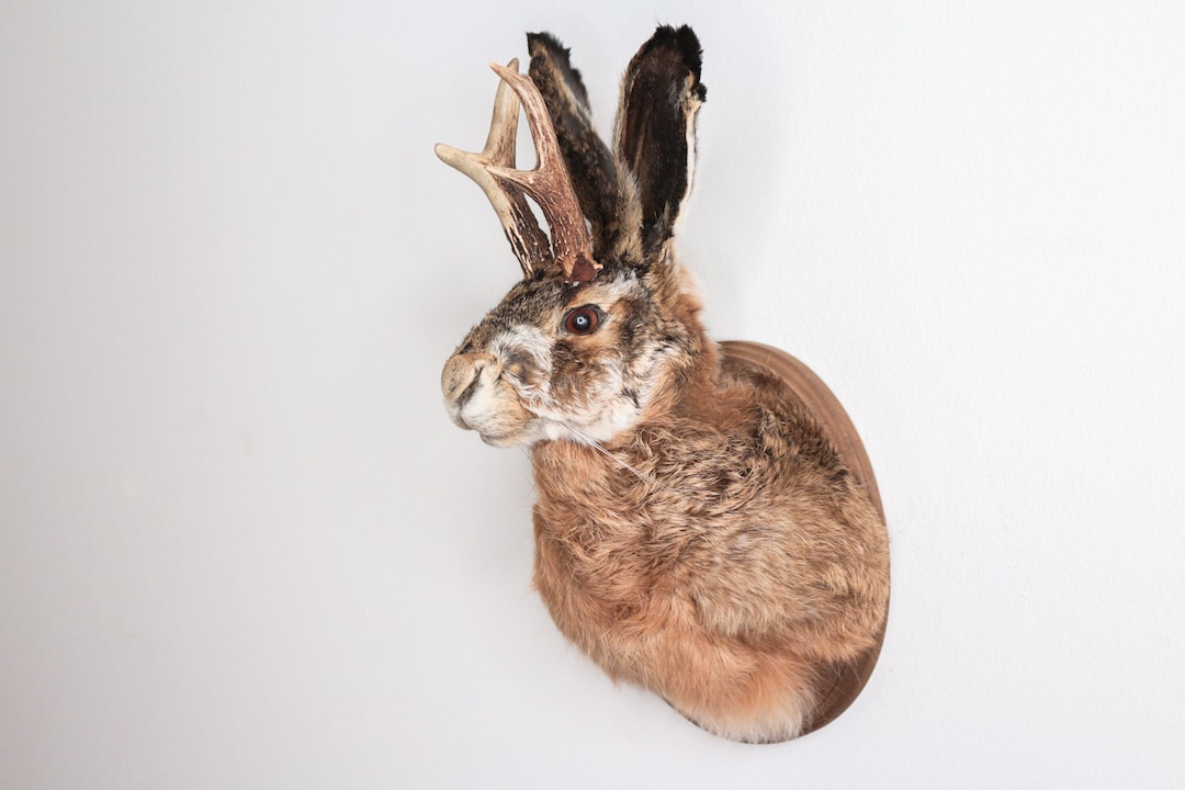 Real Jackalope Taxidermy Mount: Rabbit Head With Horns for Alternative ...
